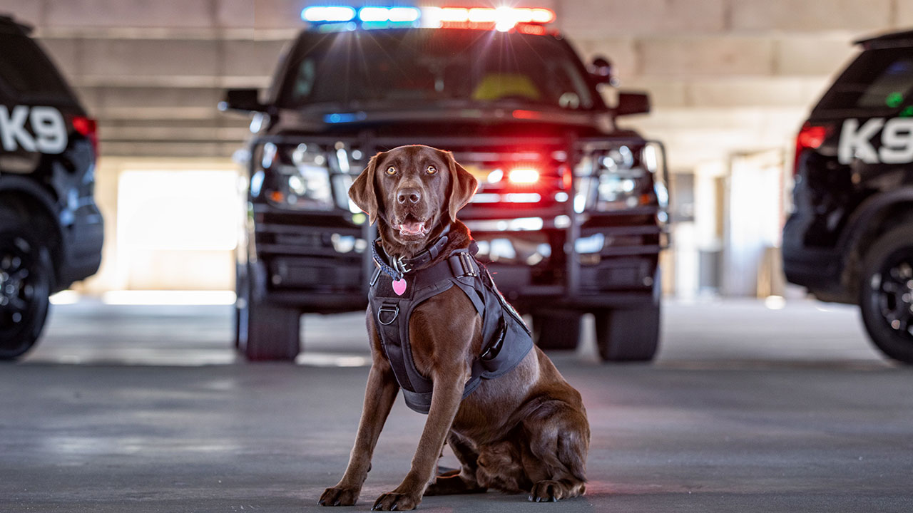 Elite animals | Auburn Family Portal