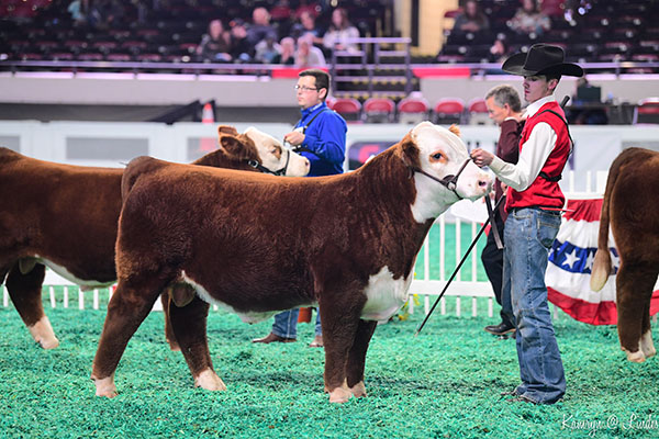 Vet student and experienced cattle showman | Auburn Family Portal